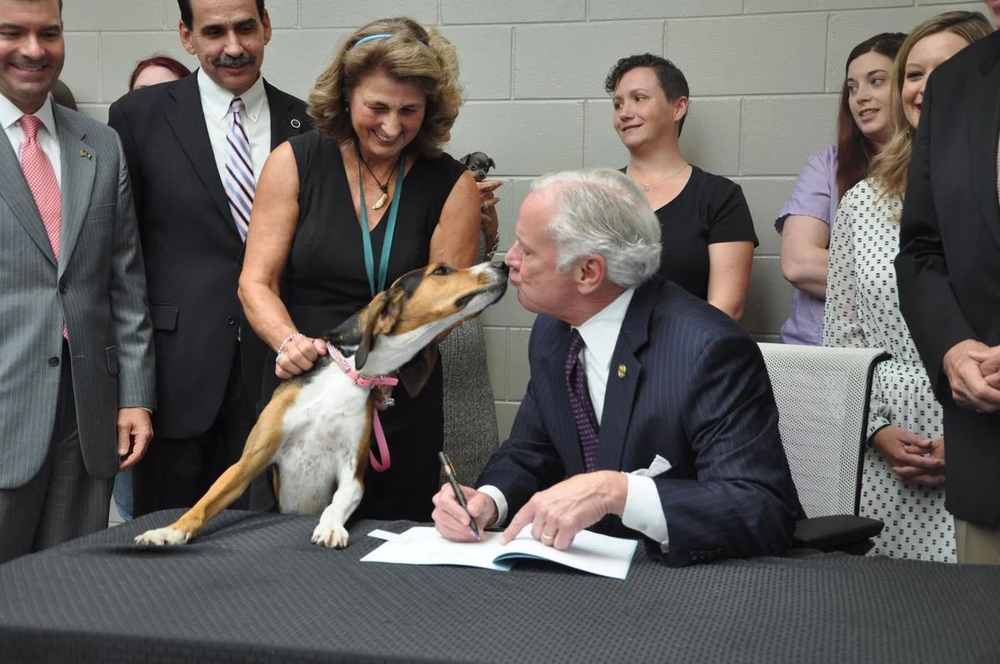 The Power of Social Media in Raising Awareness for Animal Welfare — The ...