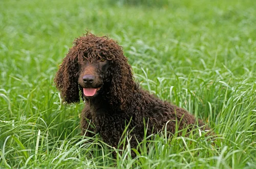 A Complete Guide to the 10 Different Types of Spaniels — The Woof