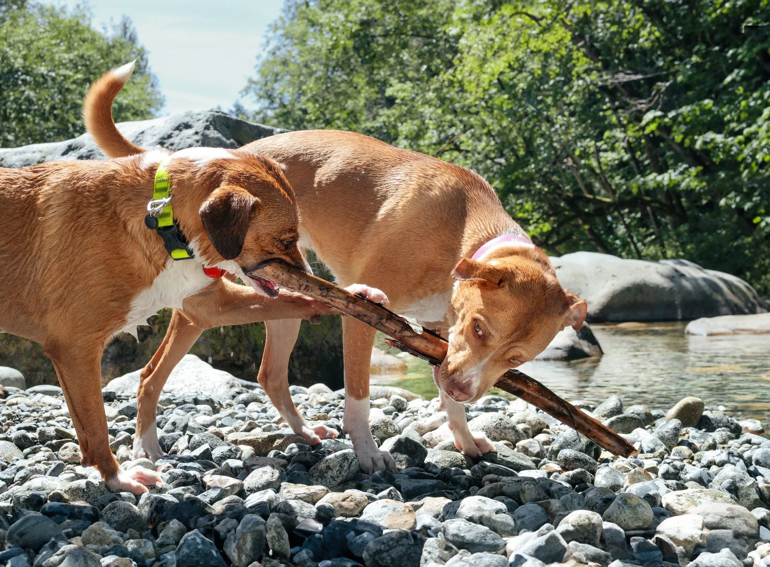 How to Deal with a Dog That Resource Guards Around Other Dogs — The Woof