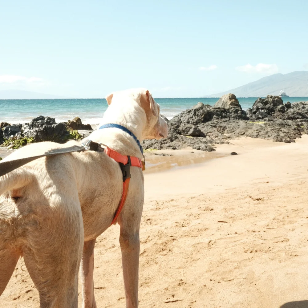 Take A Rescue Dog Out For The Day in Hawaii with Maui Humane Society ...