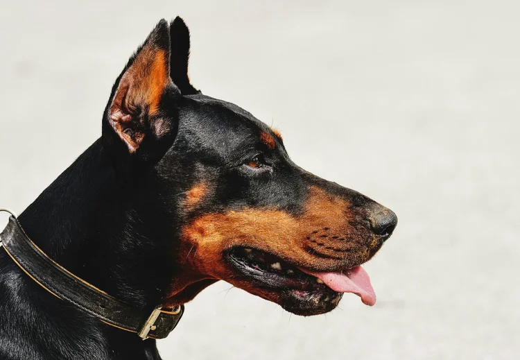 The Evolution of the Doberman: History, Origins, and Modern Role of the ...