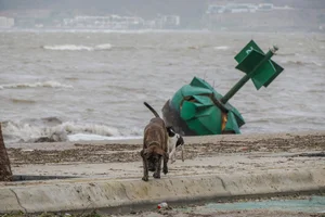What Happens to Animals & Wildlife After a Hurricane — The Woof
