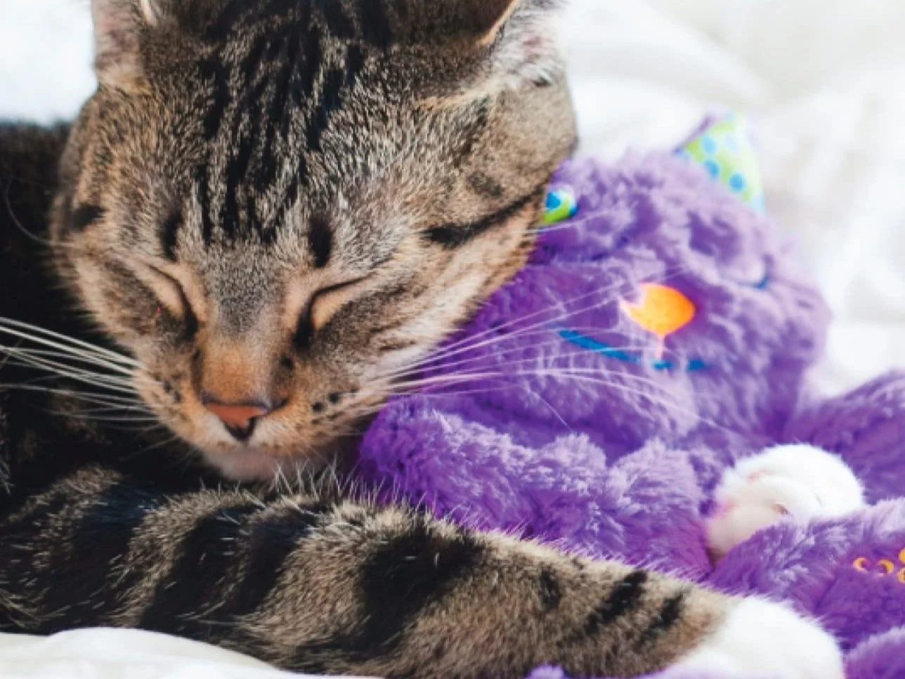 This Purring Cat Toy is the Ultimate Stress-Reliever for Anxious Cats ...