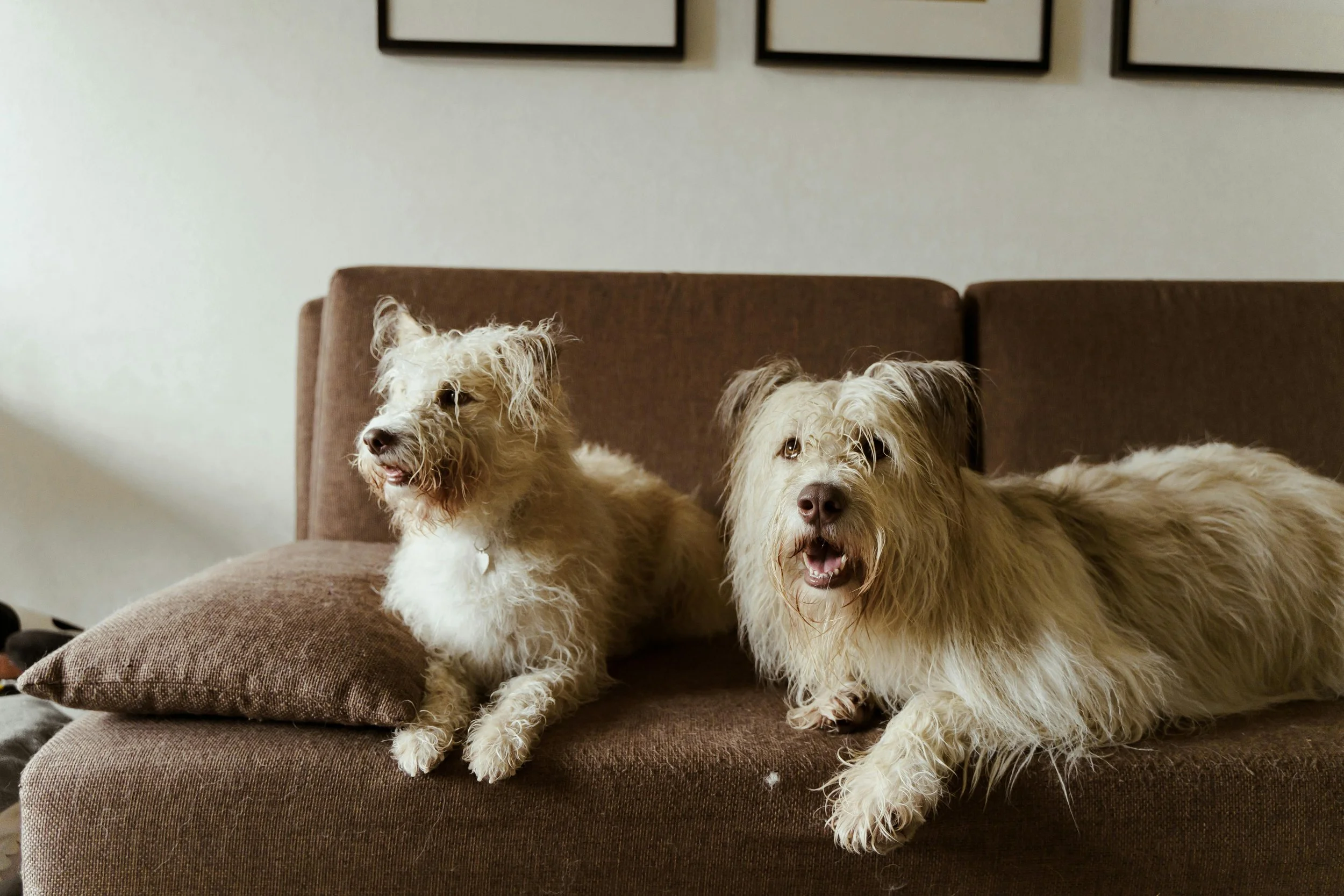 Why Fostering Dogs Is Crucial for Animal Welfare — The Woof