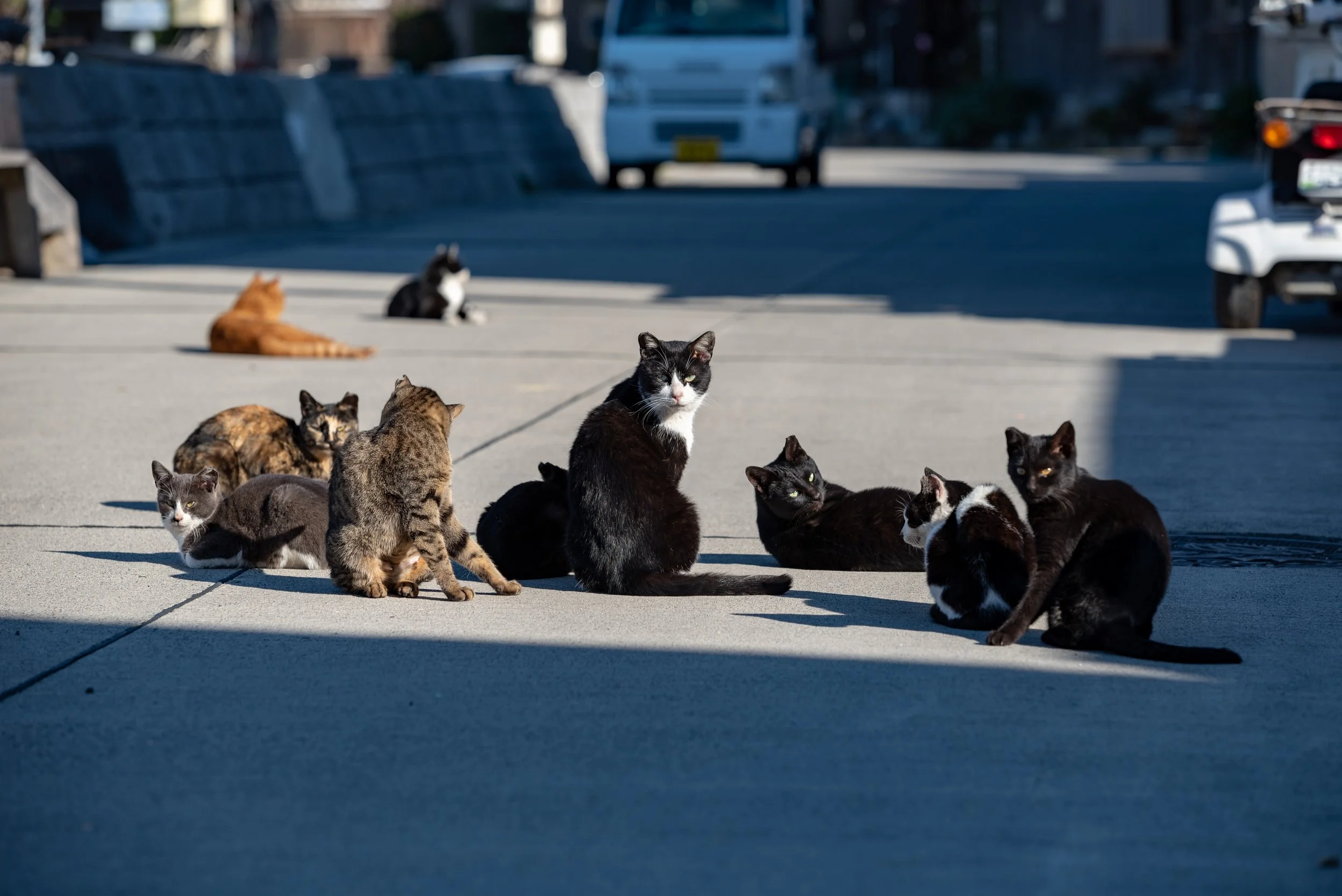 The Most Common Ways Cats and Kittens End Up at the Shelter — The Woof