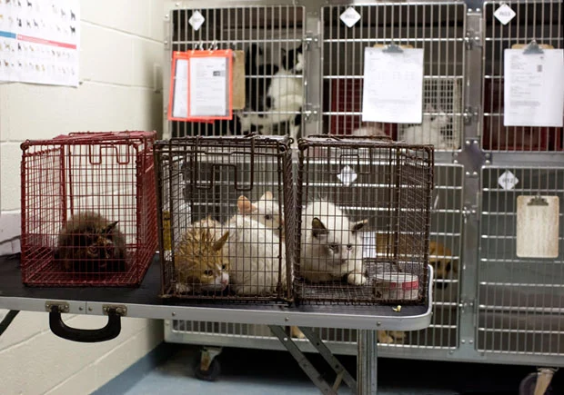 Animal Shelter Overcrowding: Causes & How to Help — The Woof
