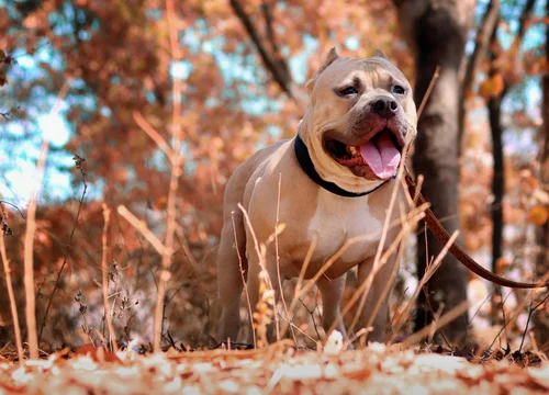 Are Pitbulls Dangerous? A Look Into Their History and Behavior — The Woof