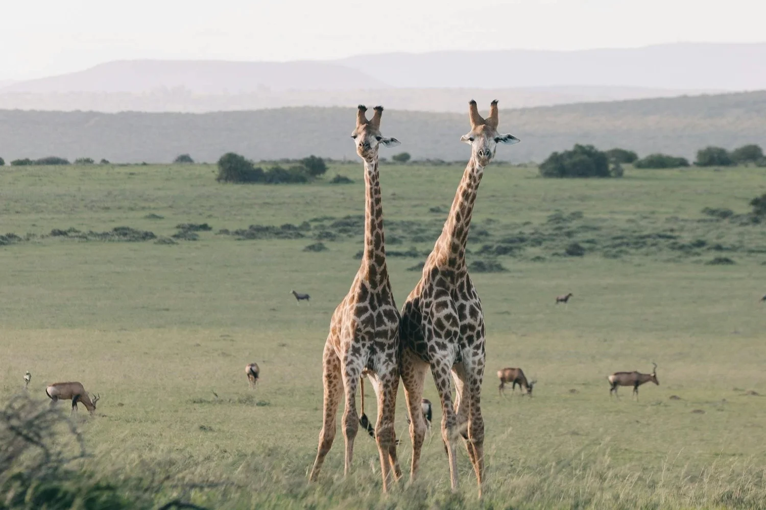 The Silent Extinction of Giraffes: What You Need to Know — The Woof