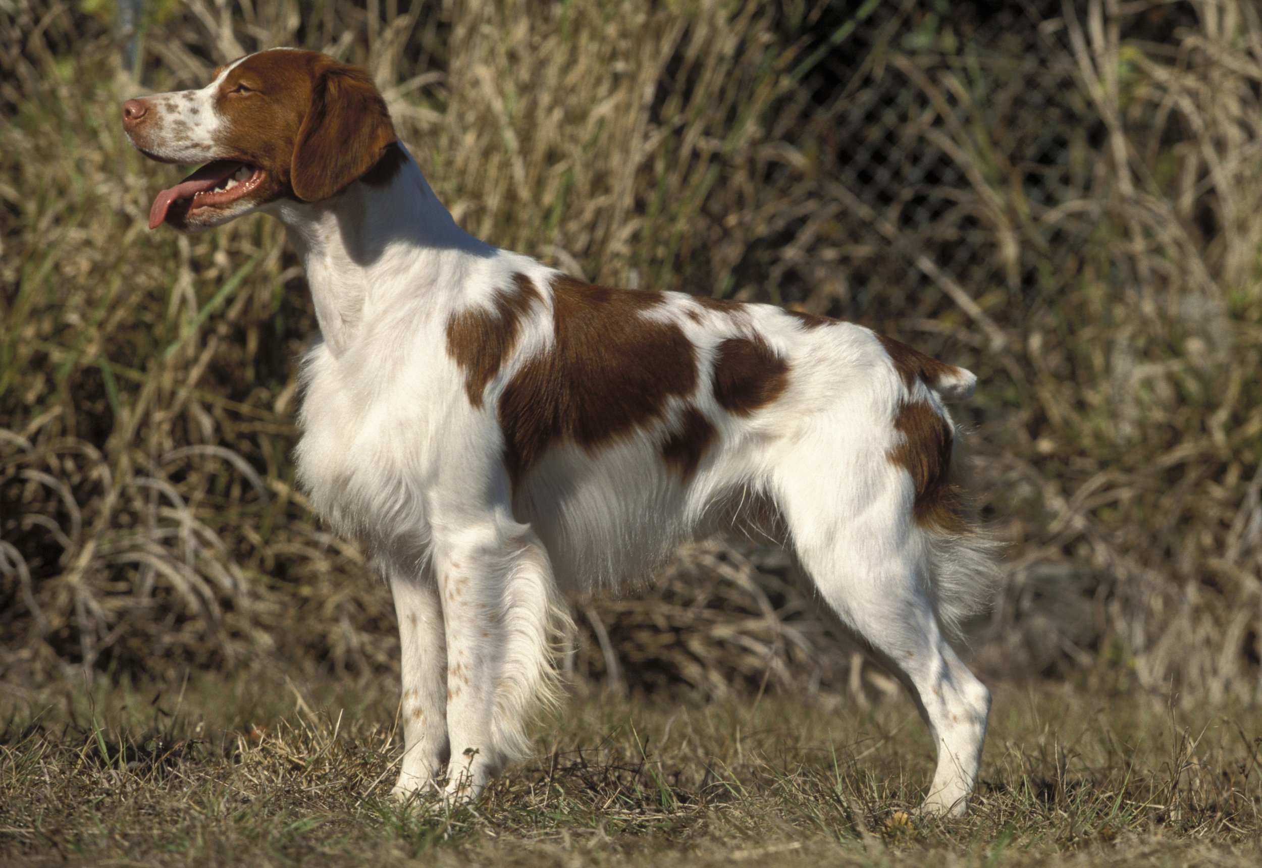 A Complete Guide to the 10 Different Types of Spaniels — The Woof