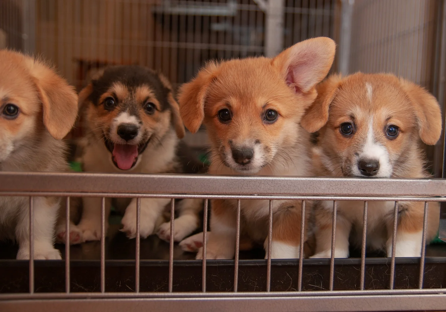 The Ethics of Dog Breeding: What to Look for in a Responsible Breeder ...