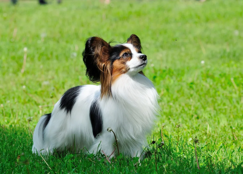 A Complete Guide to the 10 Different Types of Spaniels — The Woof