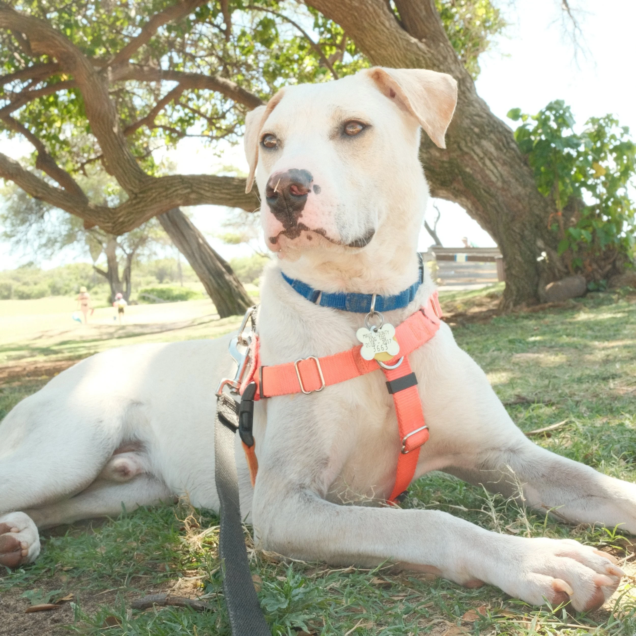 Take A Rescue Dog Out For The Day in Hawaii with Maui Humane Society ...