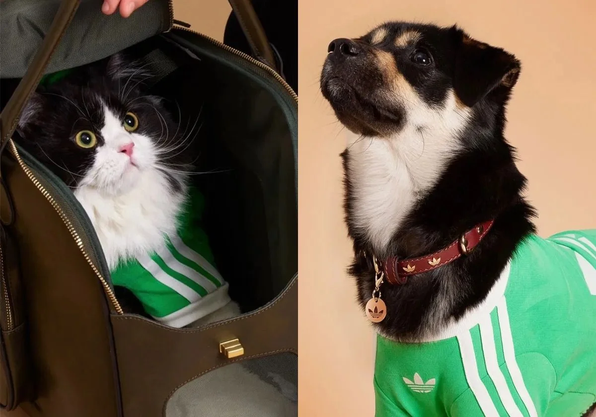 adidas Originals Launches Exclusive Pet Apparel And Accessories — The Woof
