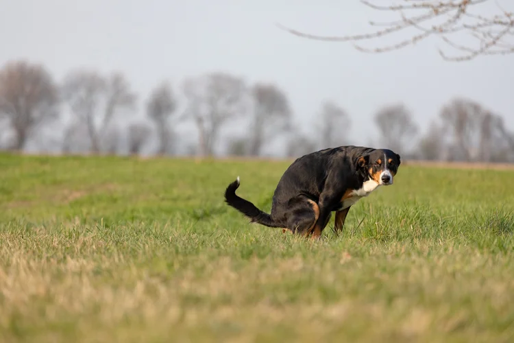 When to Get Concerned if Your Dog’s Poops Are Runny — The Woof