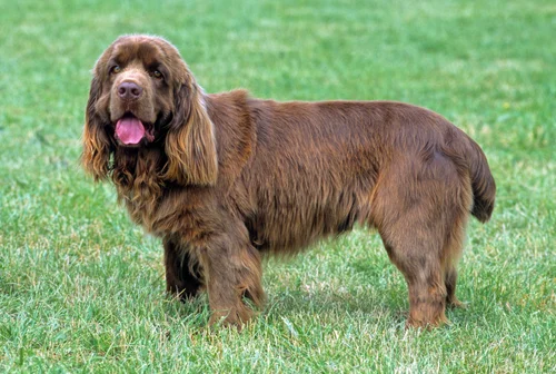 A Complete Guide to the 10 Different Types of Spaniels — The Woof
