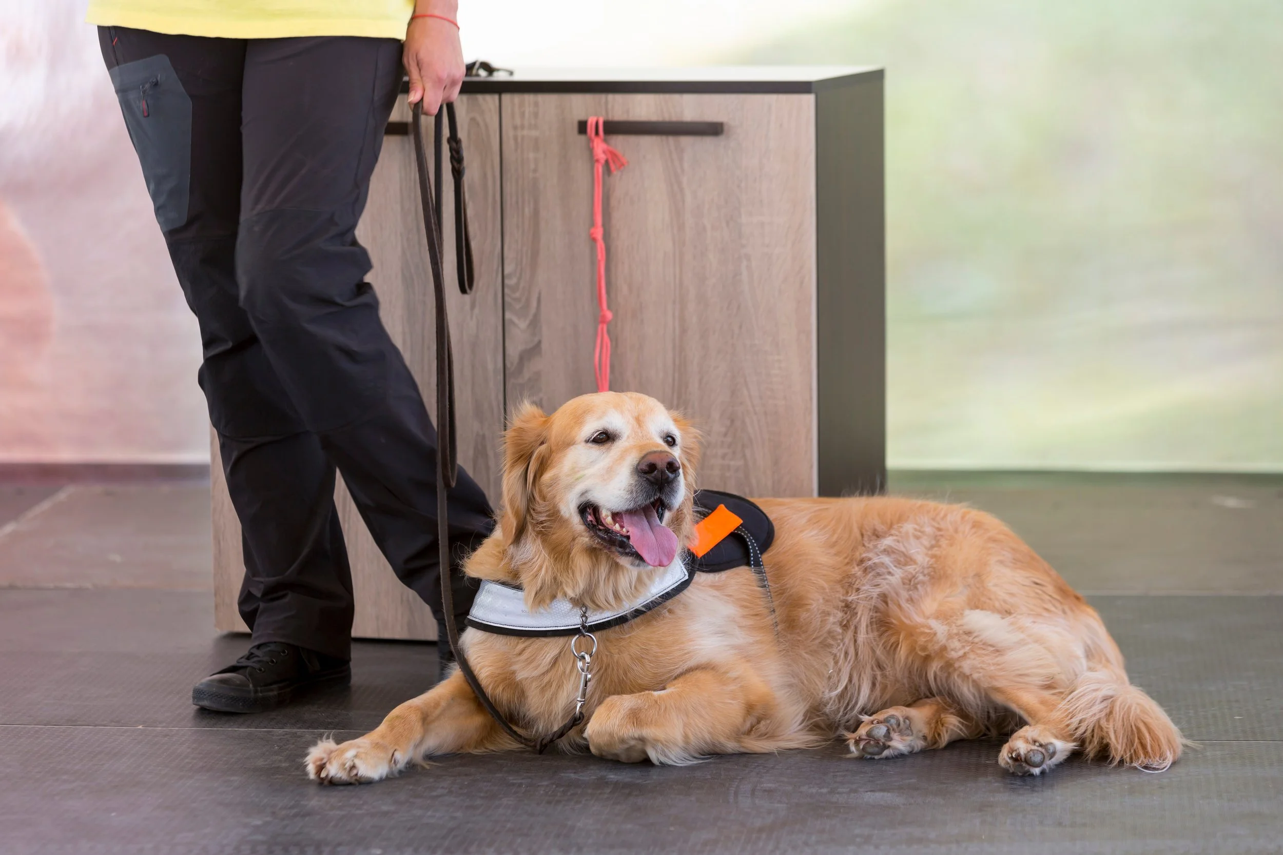 Emotional Support Animals vs. Service Animals: Understanding the ...