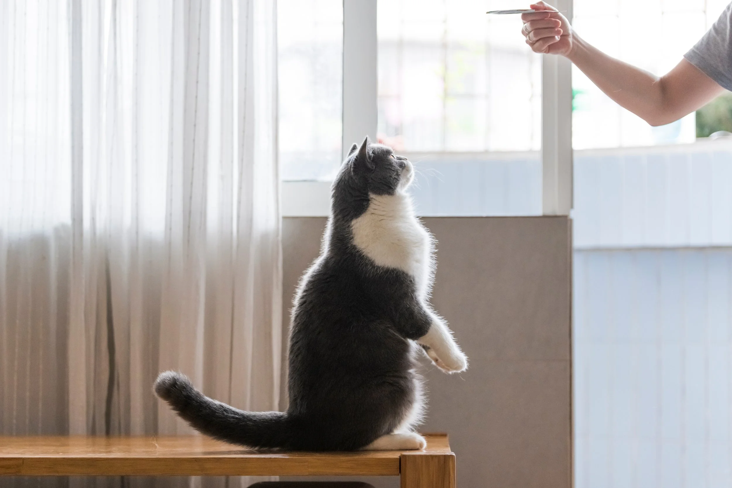 A Step by Step Guide to Clicker Training Your Cat — The Woof