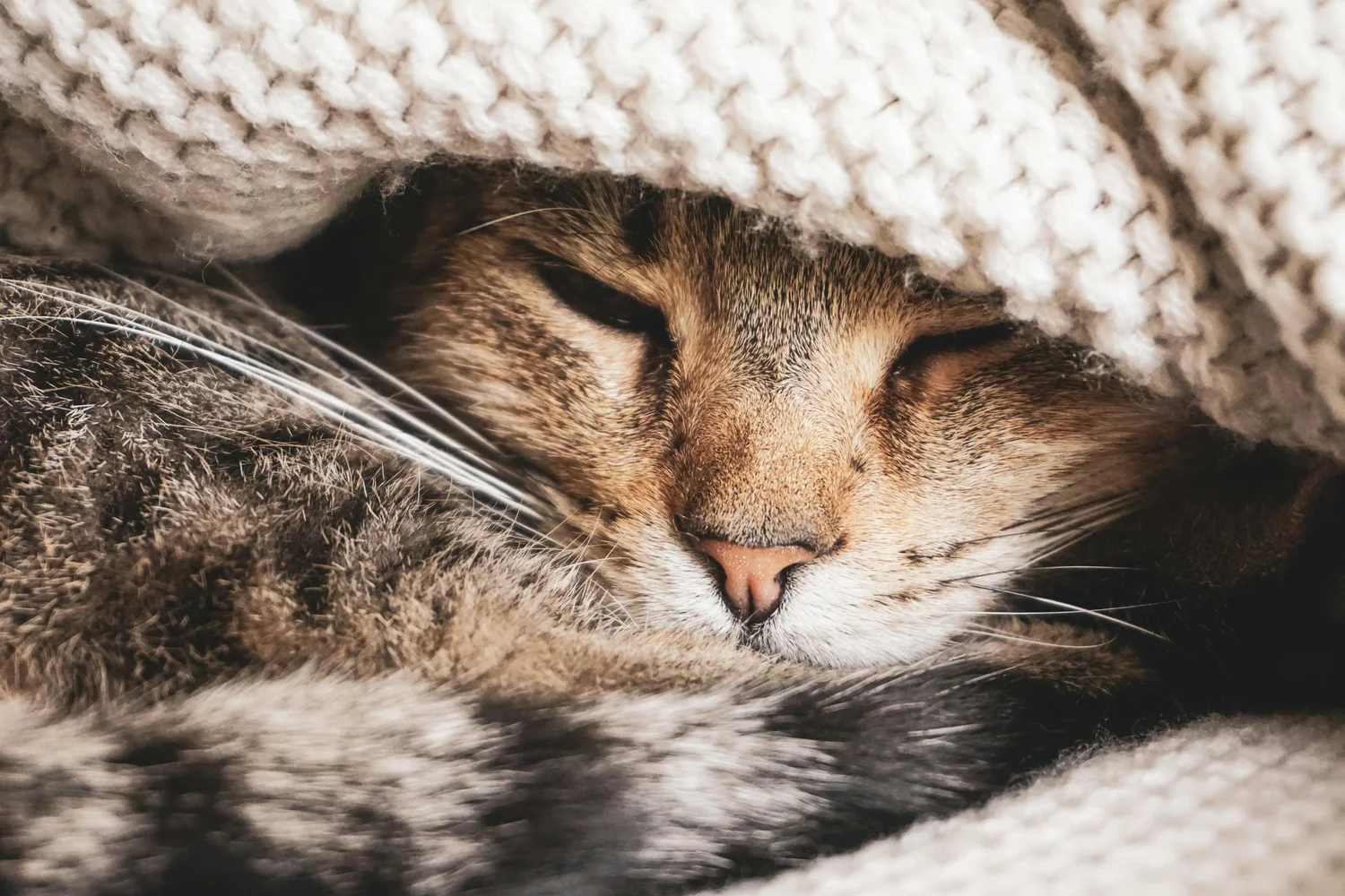 How Do Cat Years Work? — The Woof