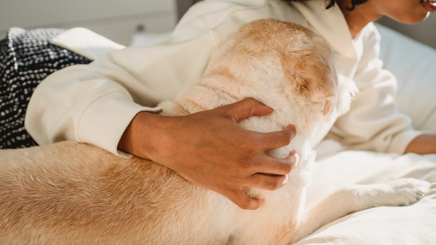 The Connection Between Animal Welfare and Human Well-Being — The Woof