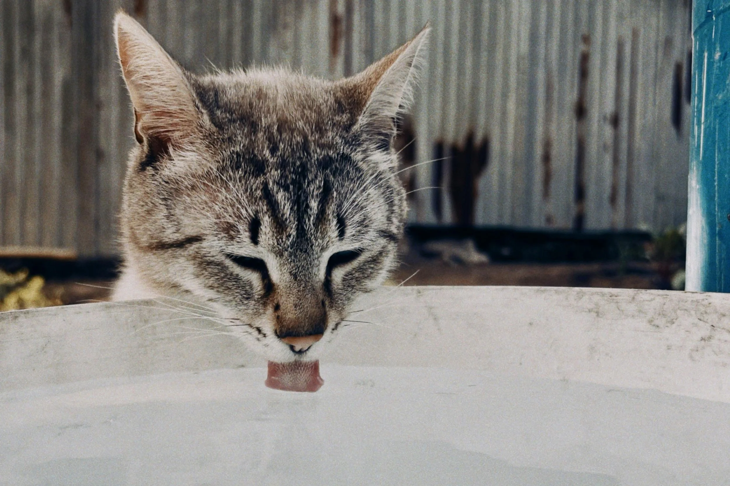 Why Are Cat Tongues Rough Like Sandpaper? Explaining the Role of ...