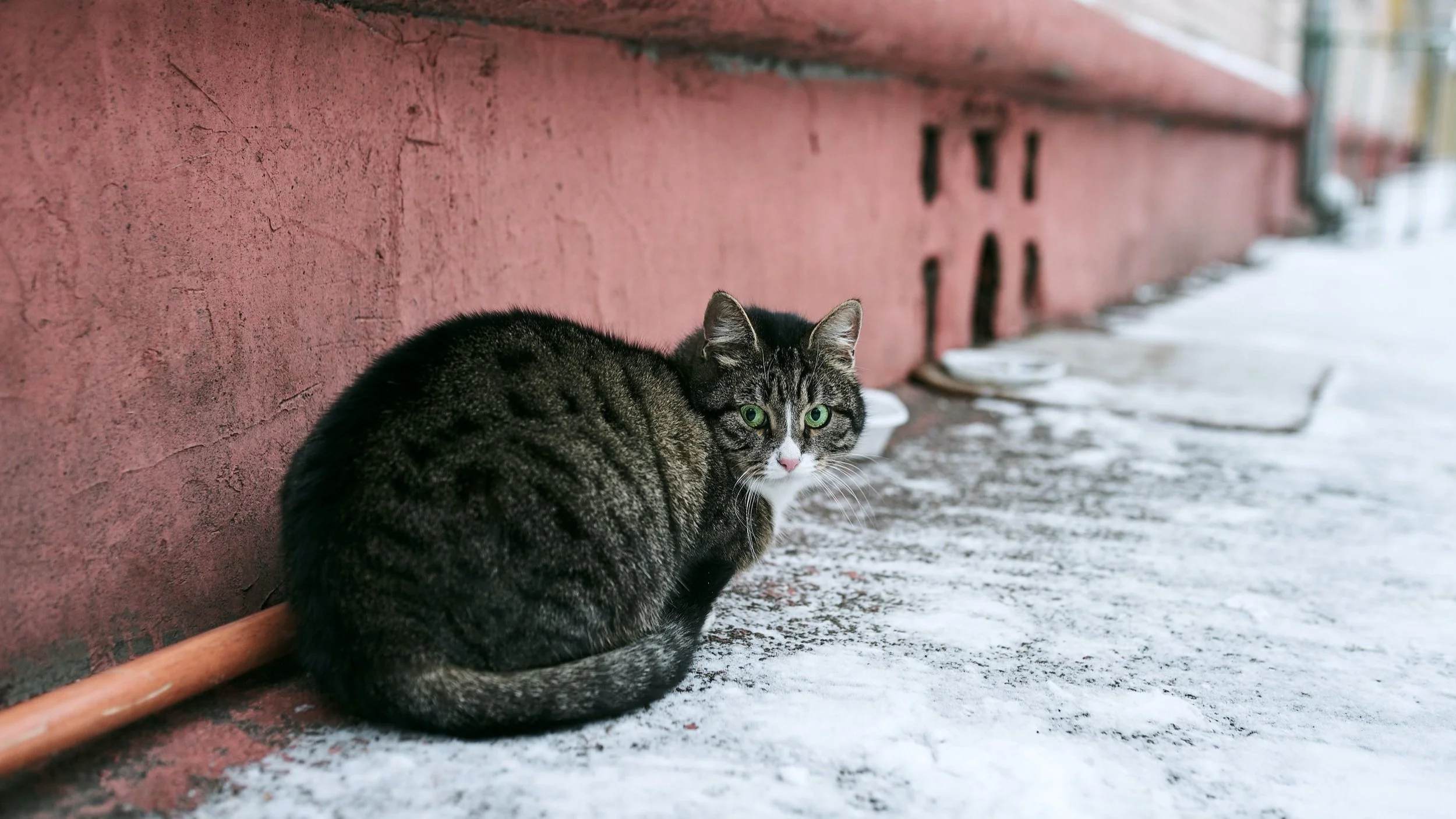 How to Make a DIY Winter Shelter for Stray Cats — The Woof