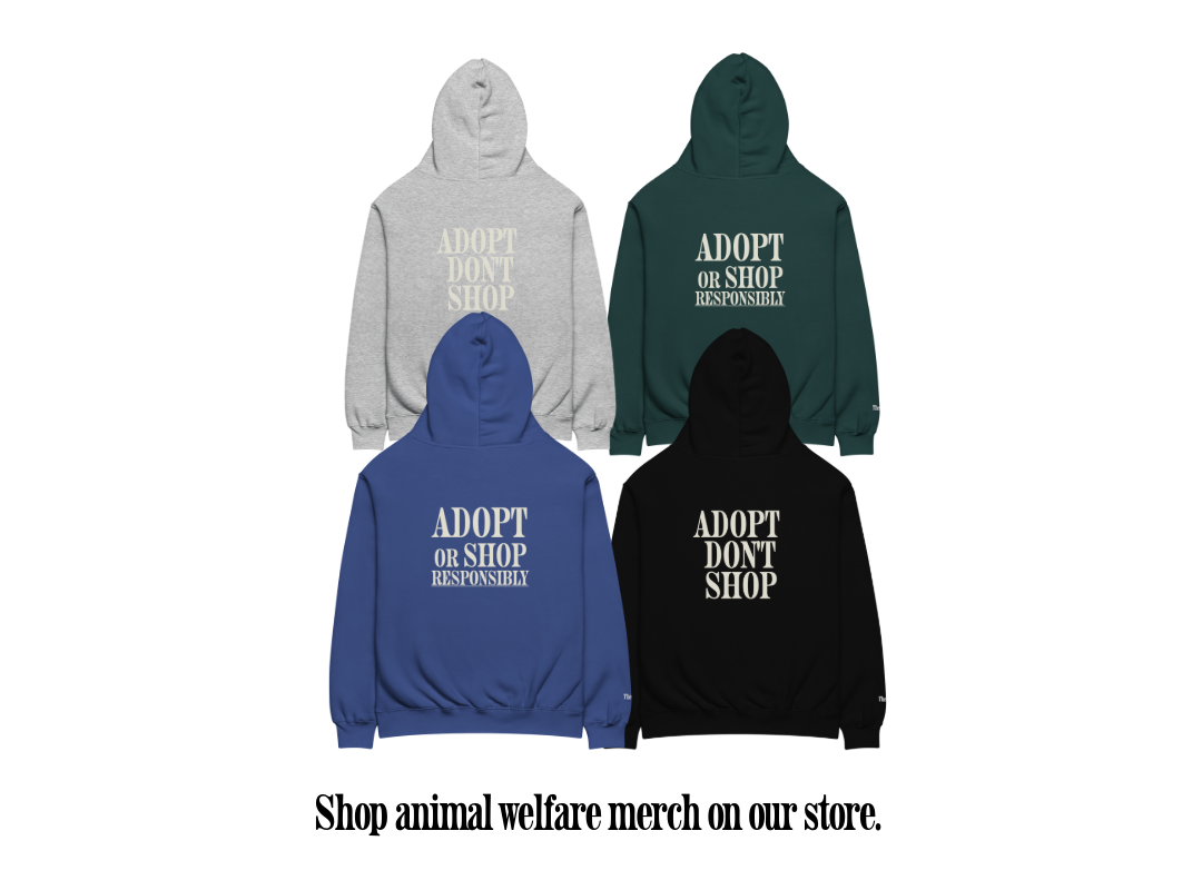 How Animal Shelters Are Tackling Pet Overpopulation and What You Can Do ...