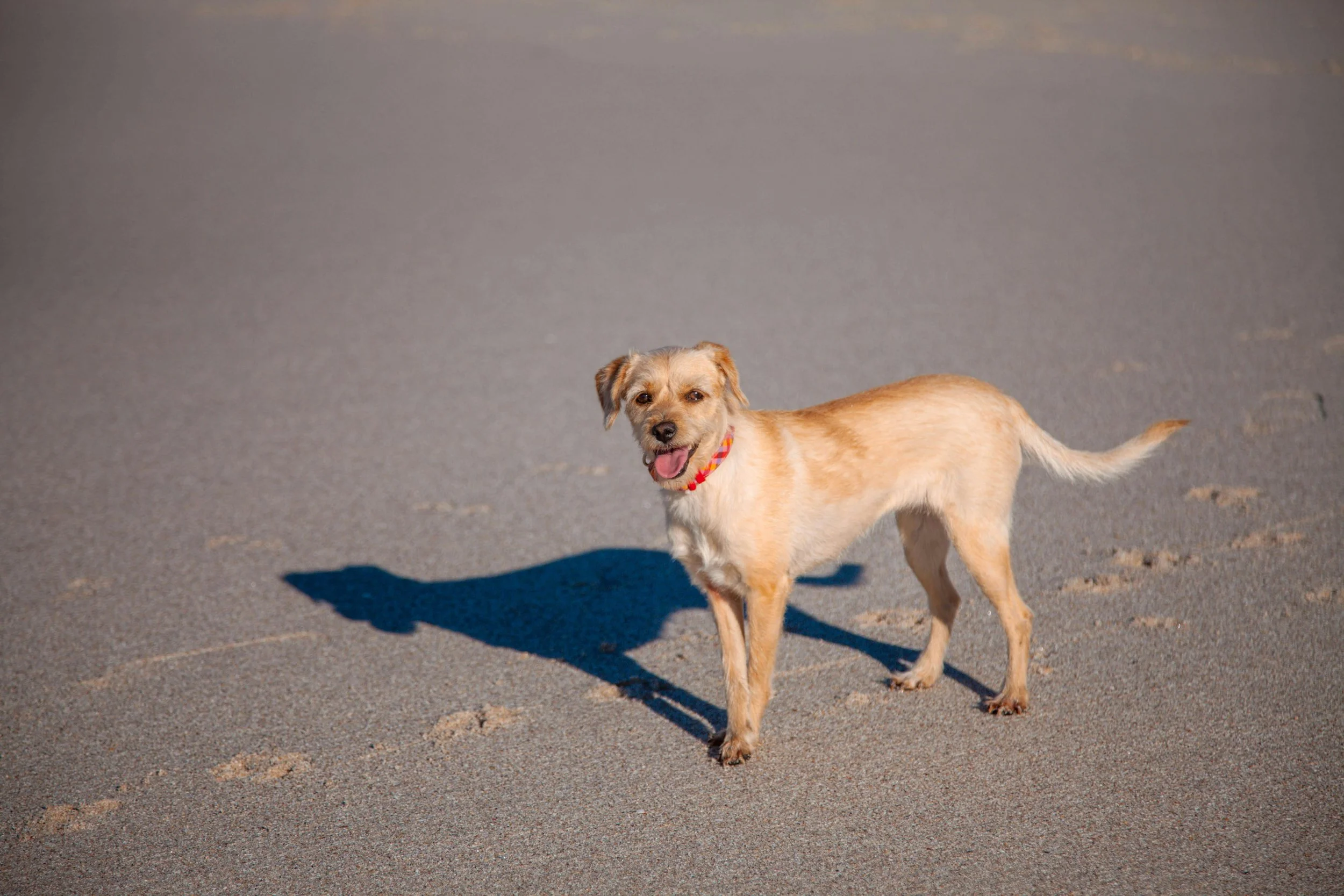 How to Keep Your Dog Cool in the Summer Heat: Vet‑Approved Tips, Gear ...