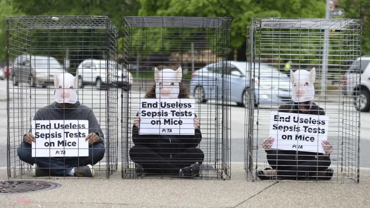 What Does ‘Animal Testing’ Mean, Really? — The Woof