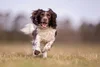 A Complete Guide to the 10 Different Types of Spaniels — The Woof