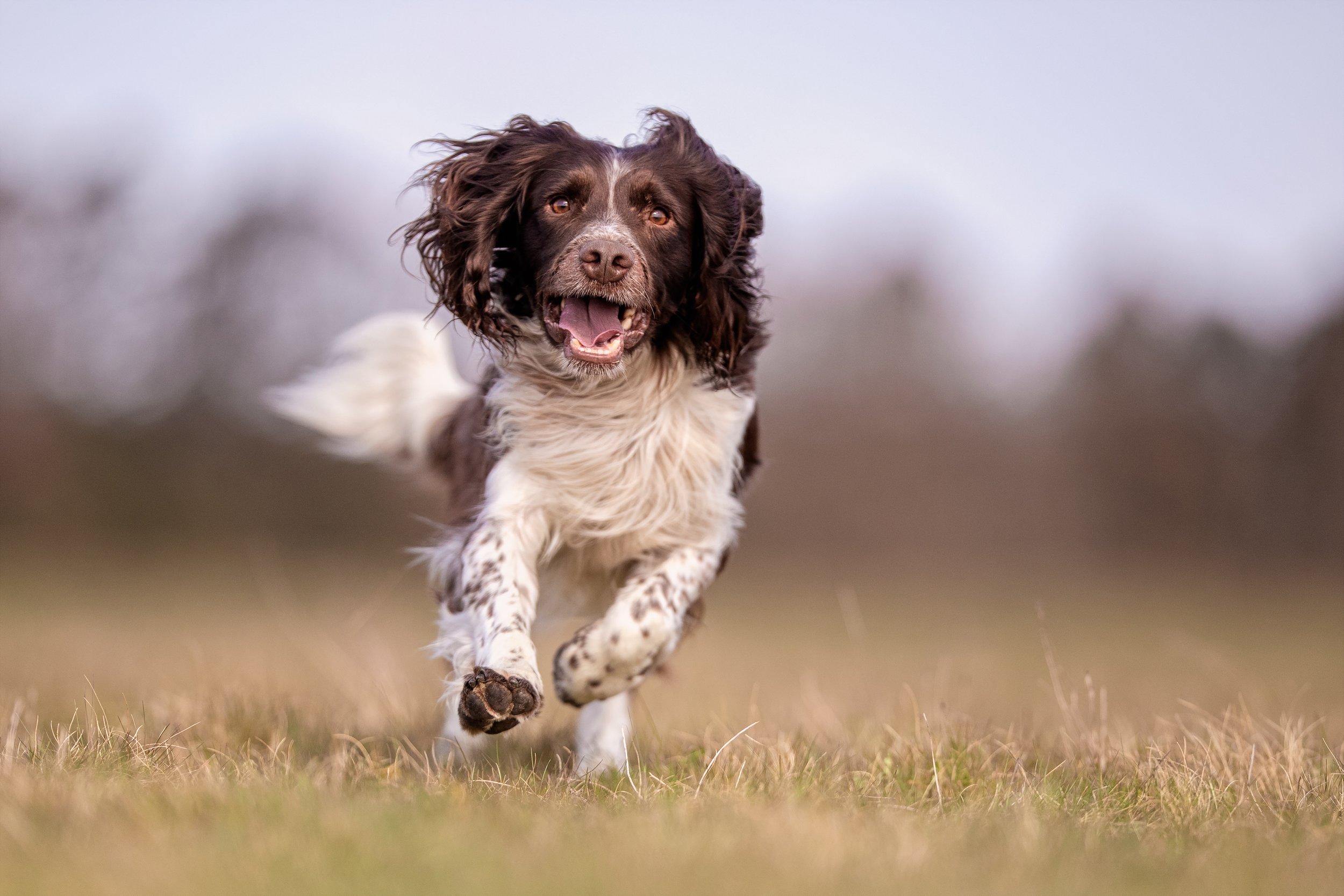 A Complete Guide to the 10 Different Types of Spaniels — The Woof