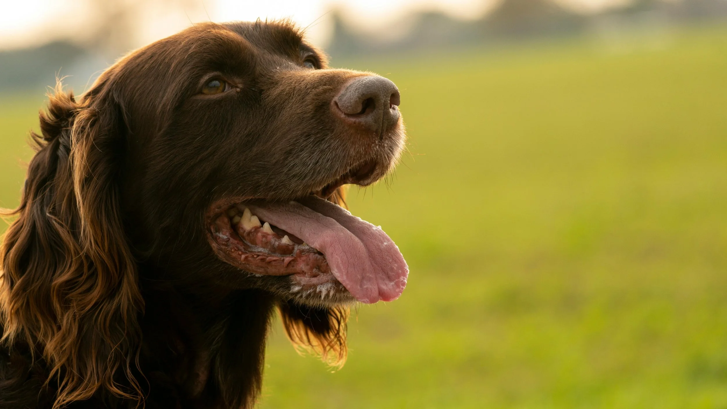 A Complete Guide to the 10 Different Types of Spaniels — The Woof