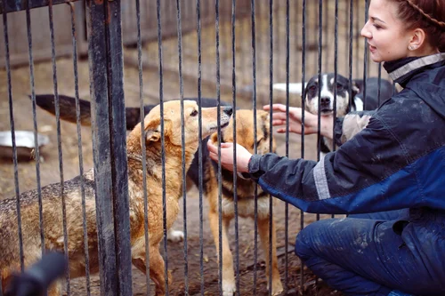 How To to Support Animal Shelters and Make a Real Impact — The Woof