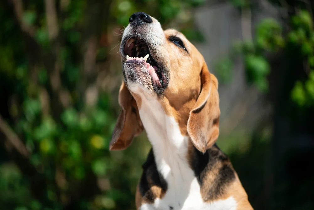 How to Stop a Dog from Barking: 10 Vet-Approved Tips — The Woof