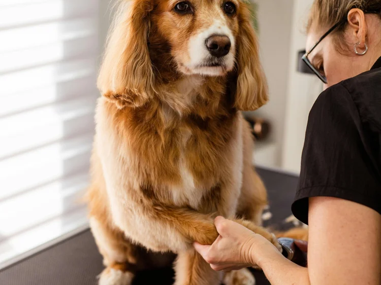 How to Get Your Dog Used to Cutting Nails: A Step-by-Step Guide — The Woof