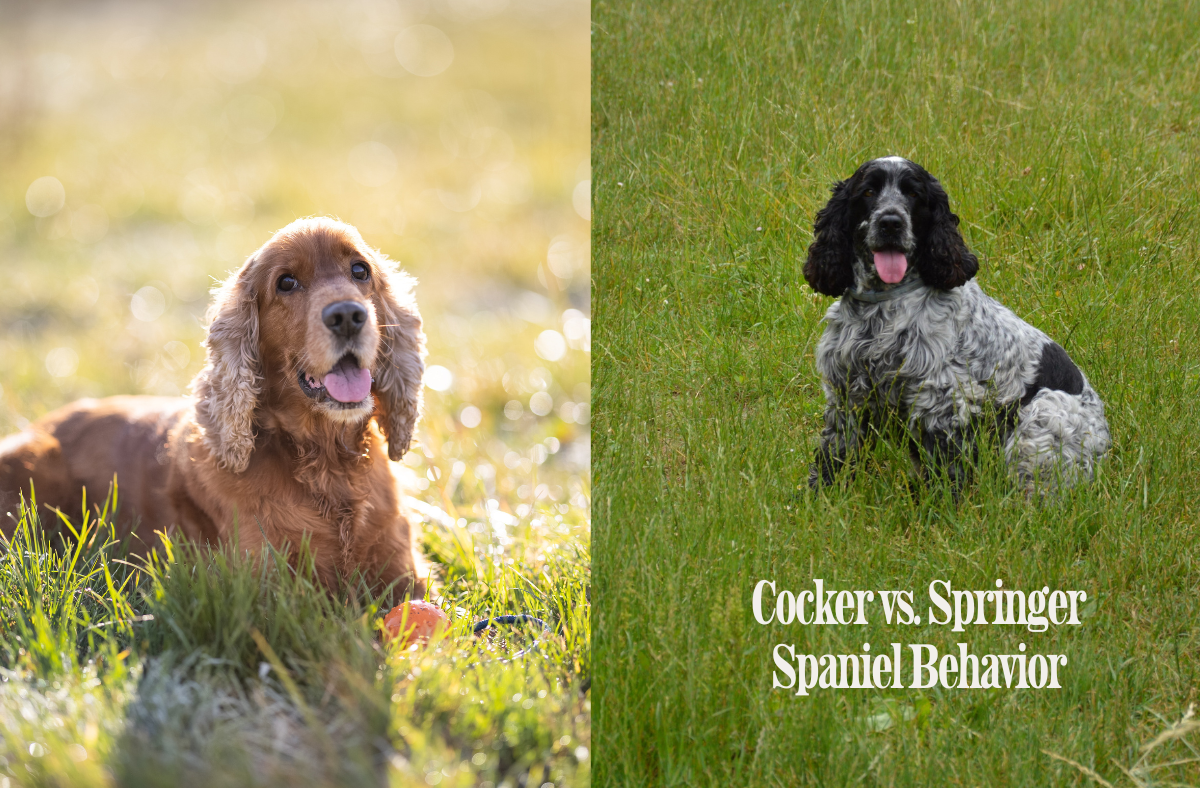 English vs. American Cocker Spaniel Temperament and Behavior — The Woof