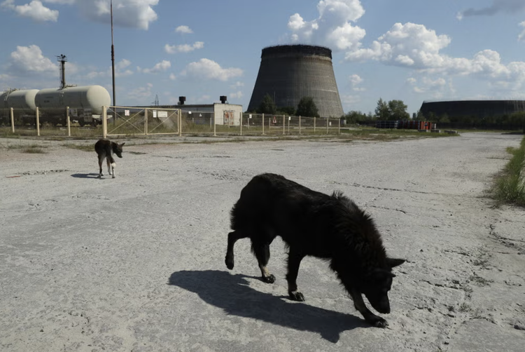 Are Chernobyl Dogs Evolving from Radiation? Here’s What Scientists ...