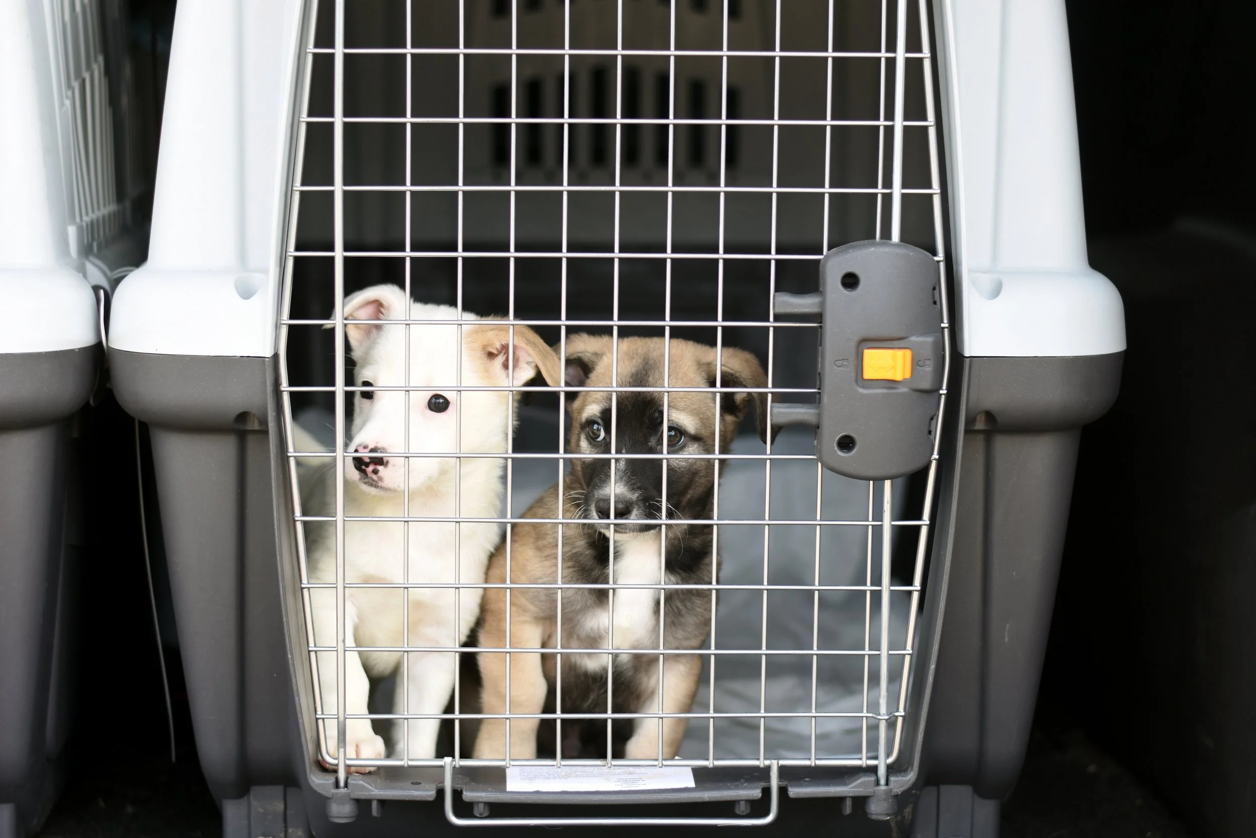 New CDC Dog Import Rule Bans Puppies Entering the U.S: Everything You ...