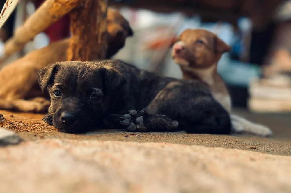 When SNAP Benefits End, Pets Are at Risk: How to Find Resources & How ...
