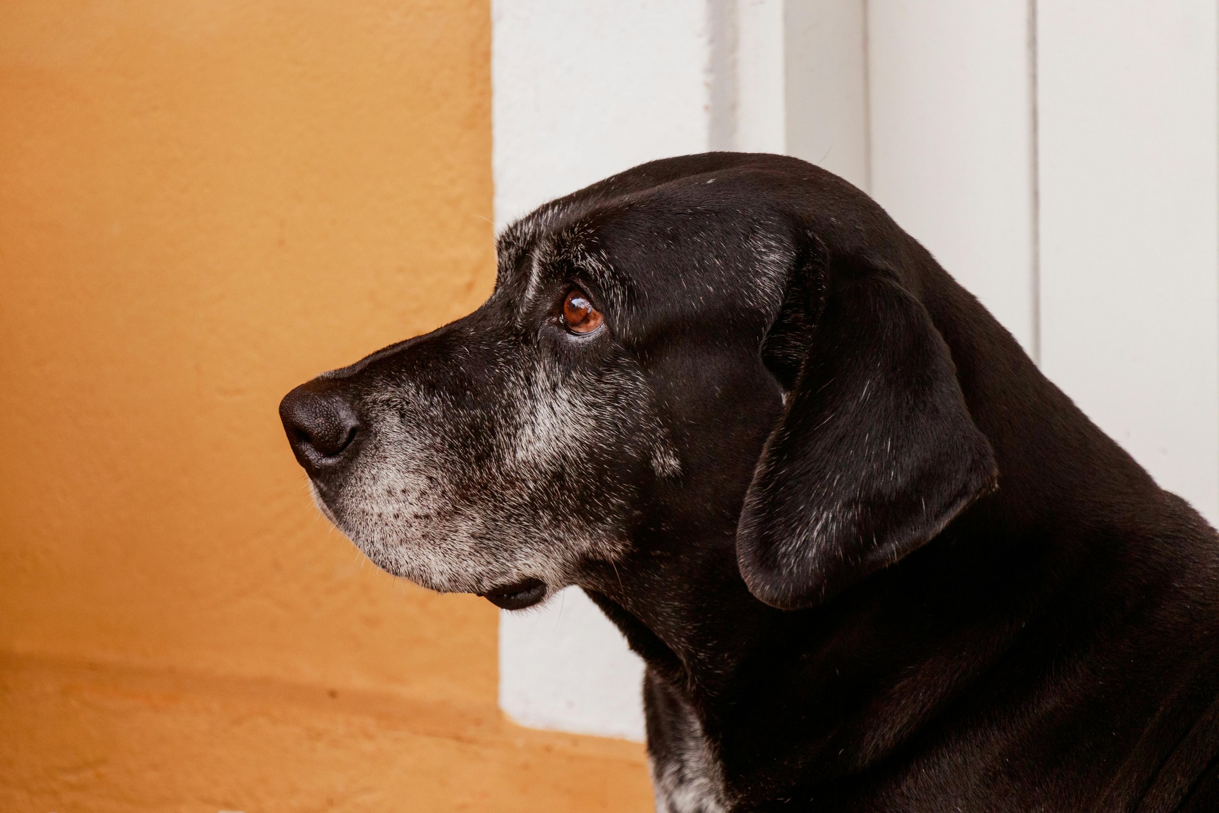 How Do Dog Years Work? Debunking the Myths and Understanding Your Dog’s ...