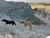 The History of the Domestication of Dogs — The Woof