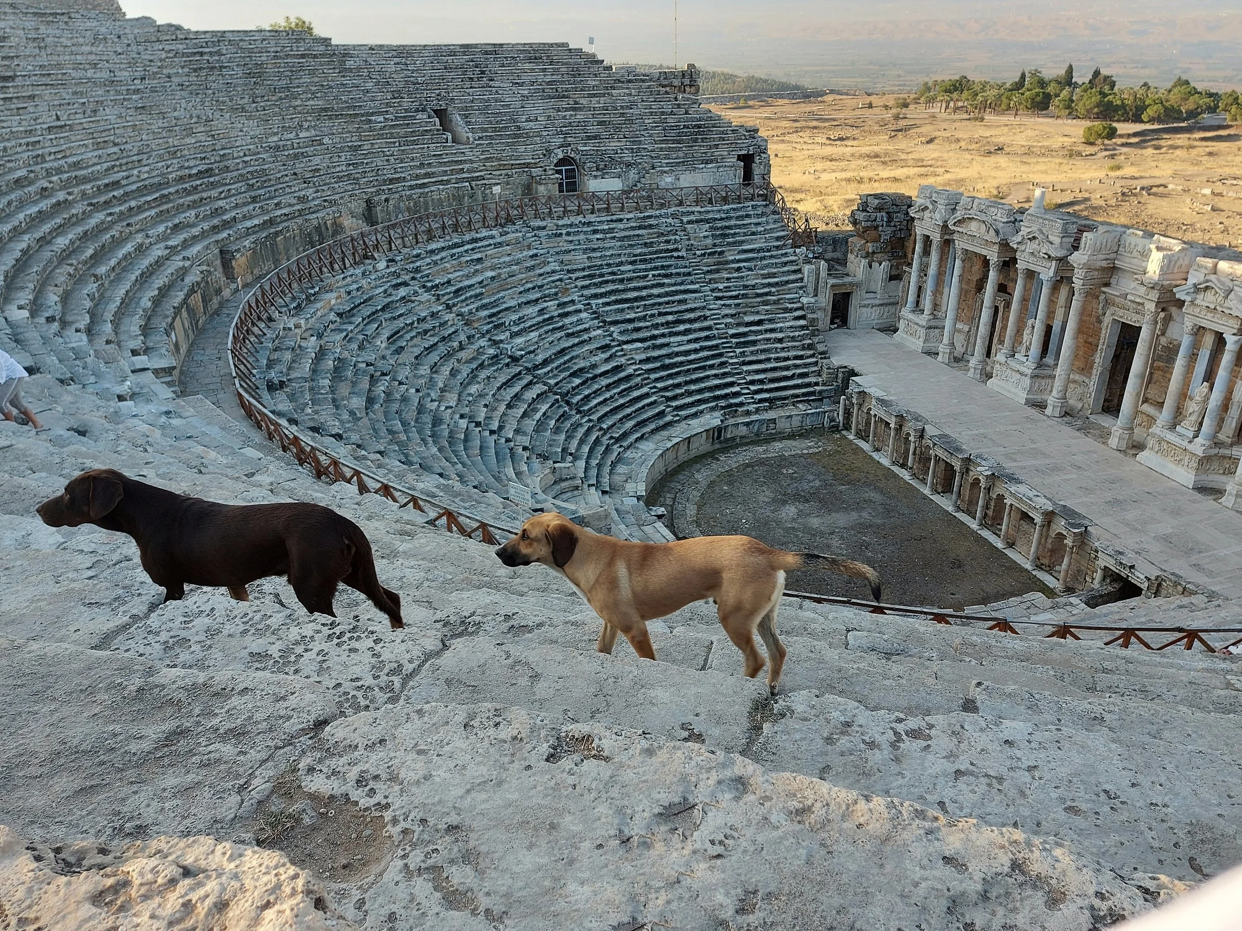 The History of the Domestication of Dogs — The Woof