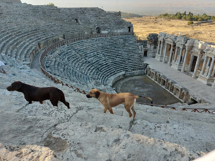 The History of the Domestication of Dogs — The Woof