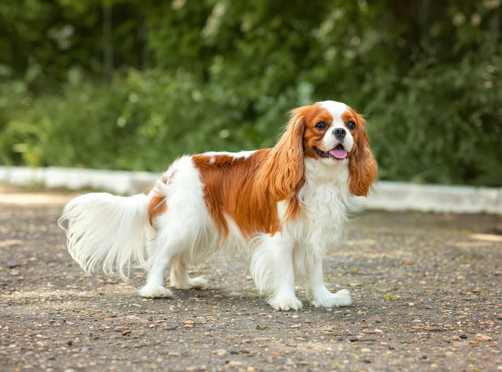 A Complete Guide to the 10 Different Types of Spaniels — The Woof