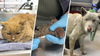 How to Help Animals with Burns: A Guide for Pet Owners and Rescuers ...