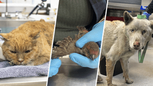 How to Help Animals with Burns: A Guide for Pet Owners and Rescuers ...