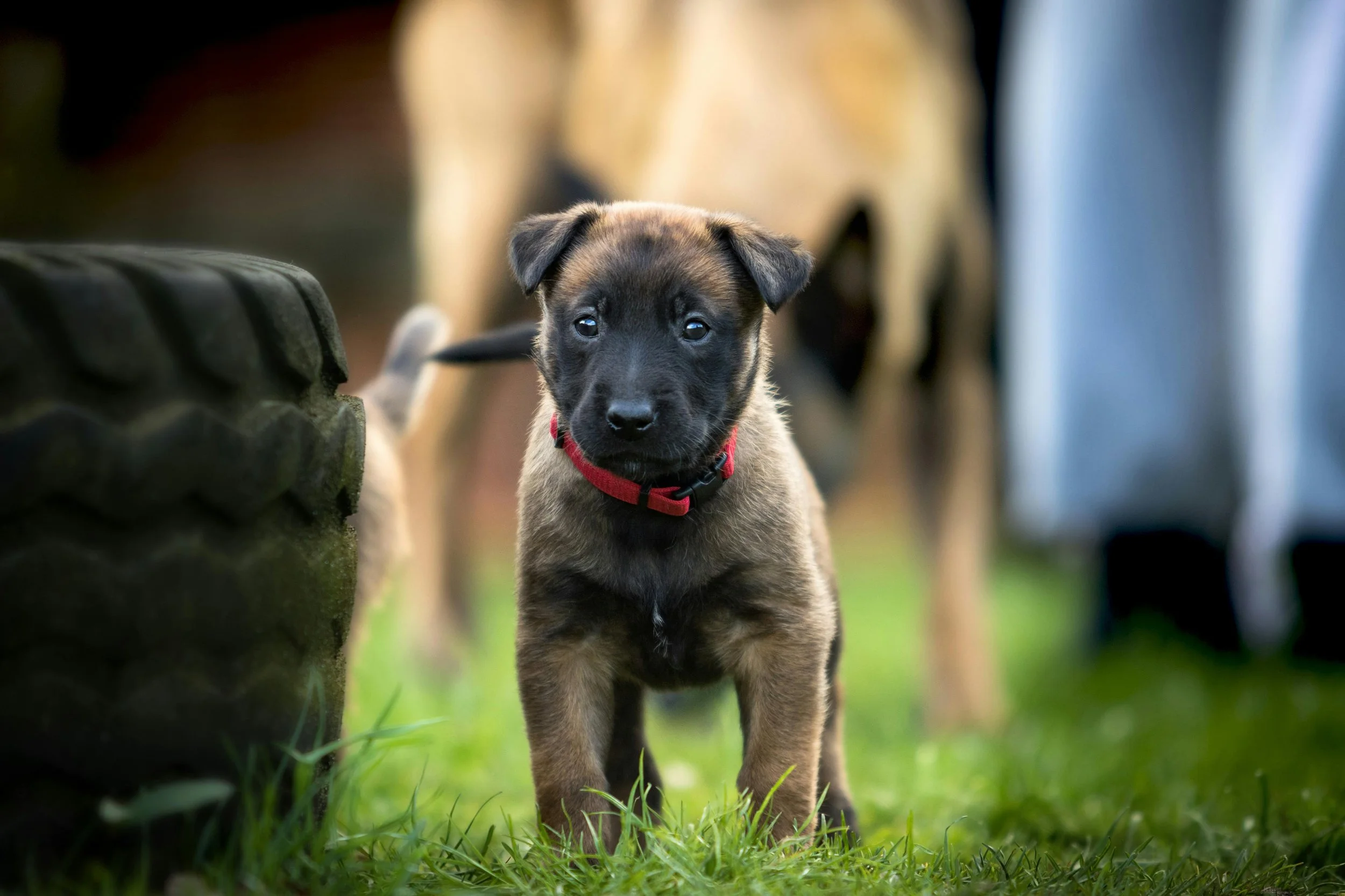 How to Socialize a Puppy: The Complete Guide for New Dog Owners — The Woof