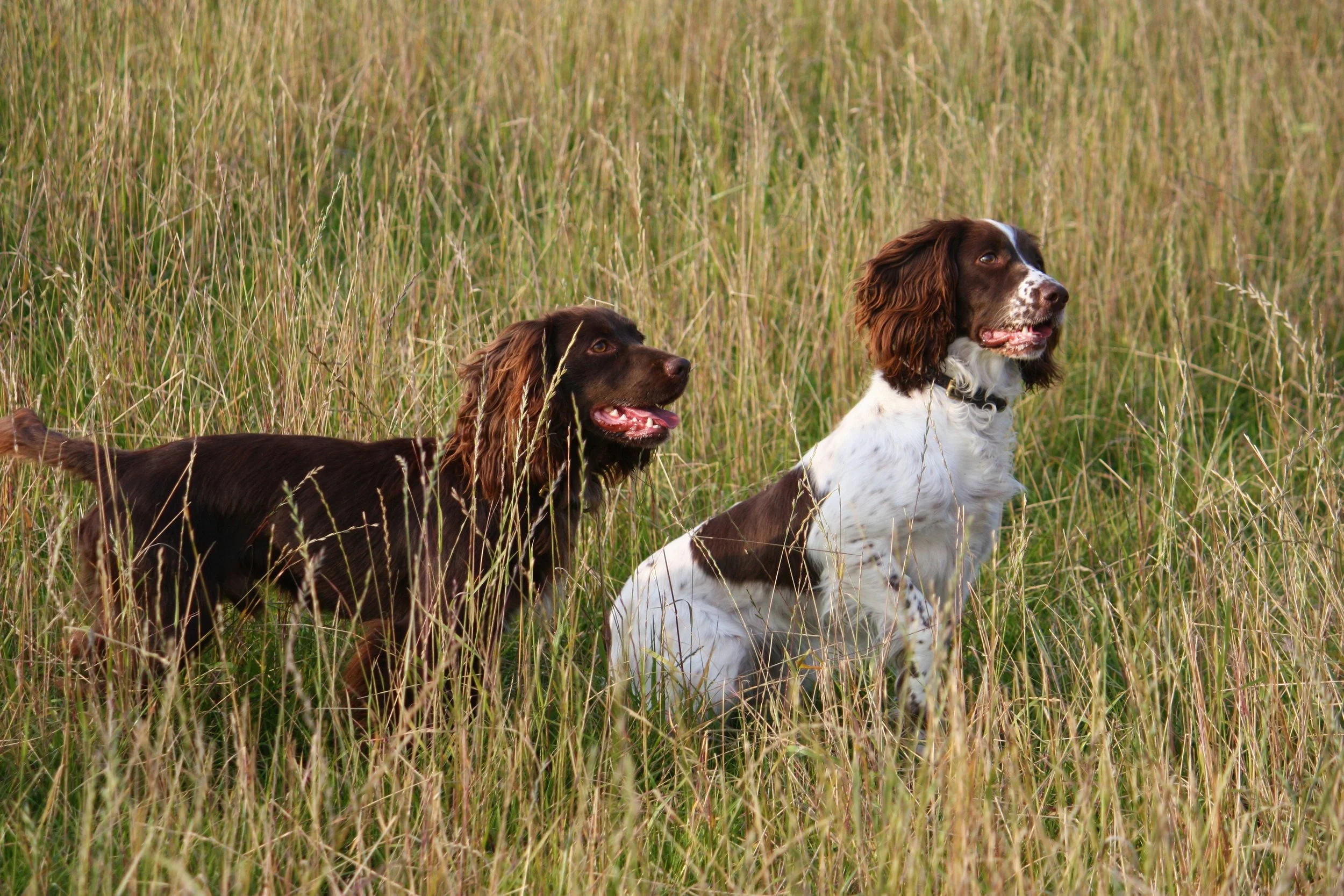 A Complete Guide to the 10 Different Types of Spaniels — The Woof