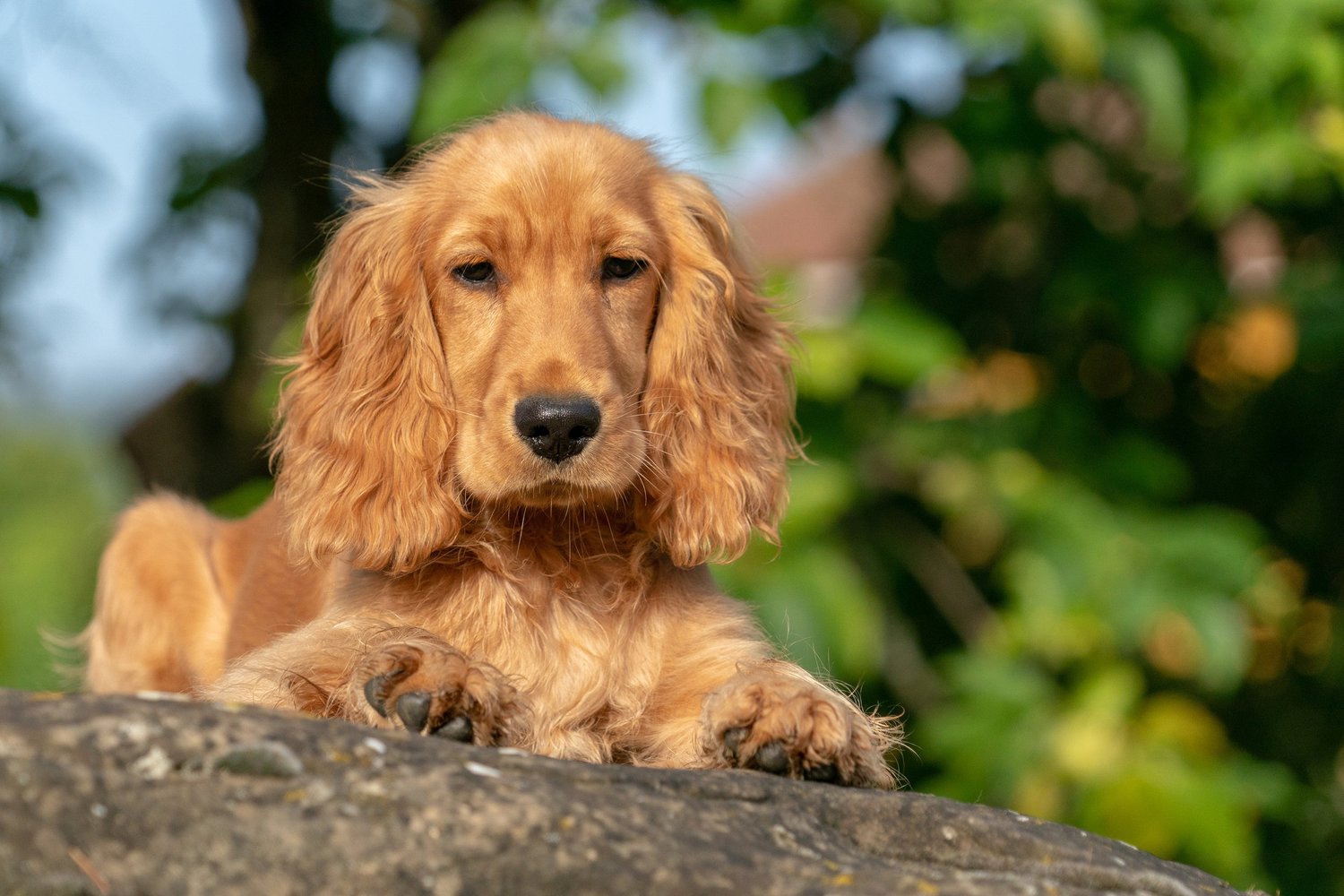 A Complete Guide to the 10 Different Types of Spaniels — The Woof