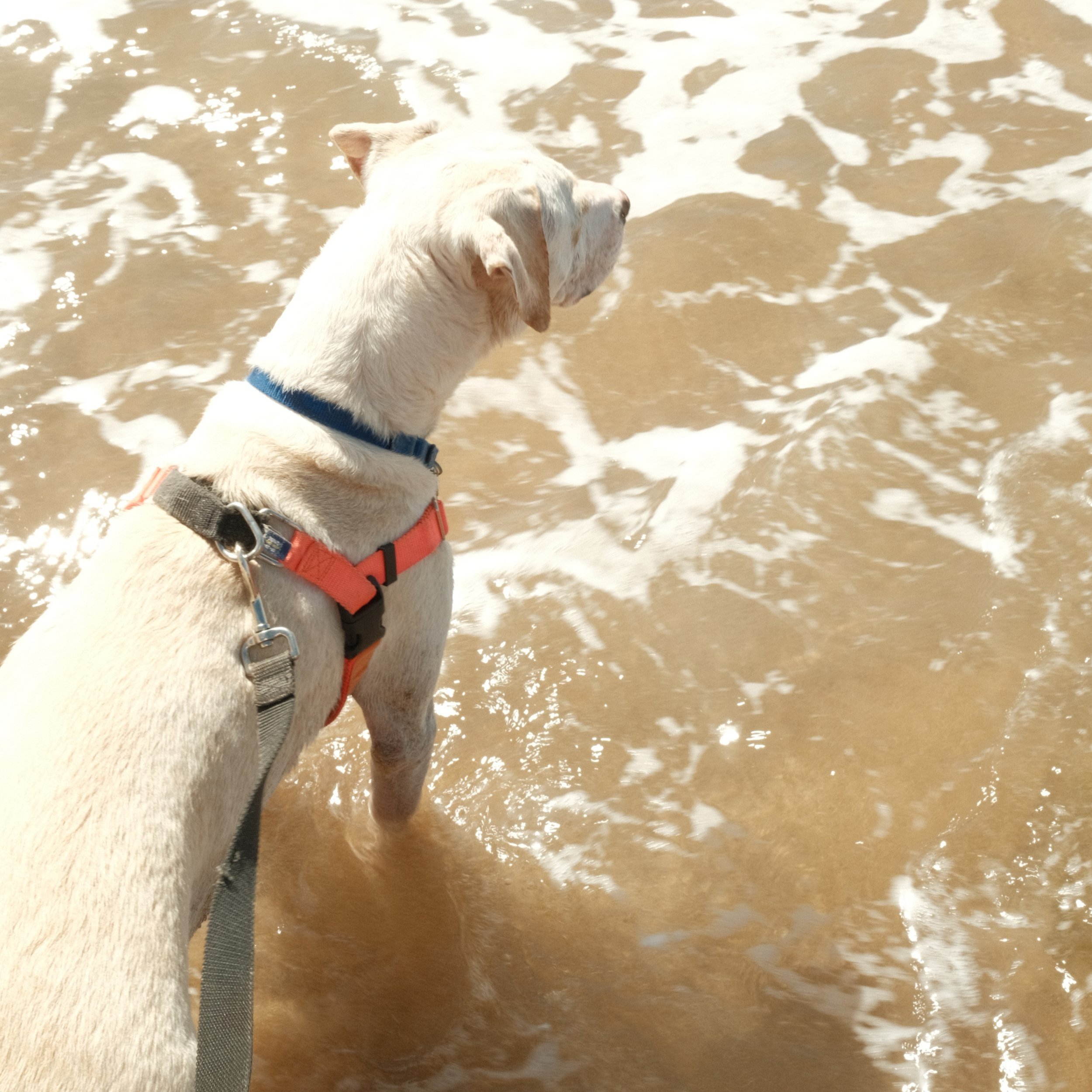 Take A Rescue Dog Out For The Day in Hawaii with Maui Humane Society ...