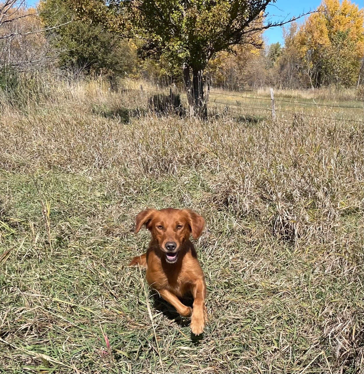 Our Dogs — Broken Sky Kennels
